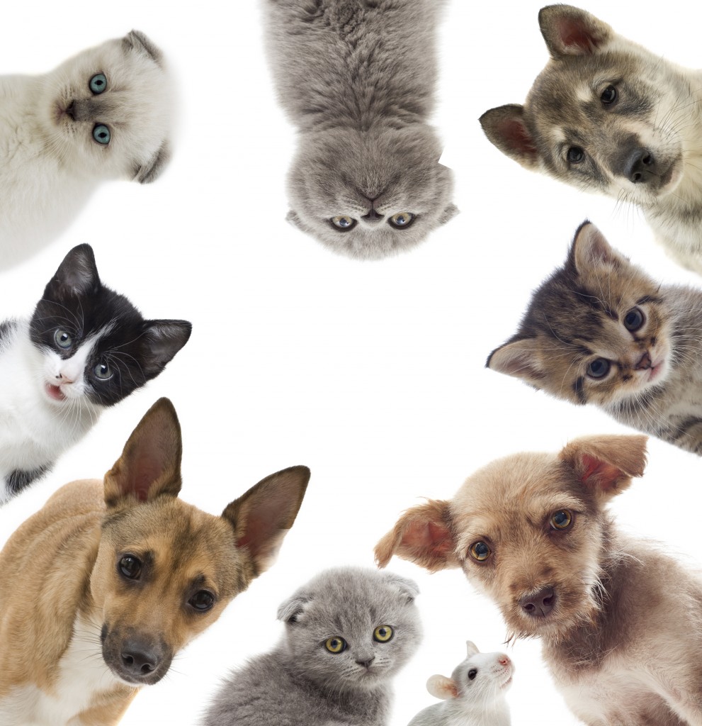 Ark Vets | Choosing a Pet