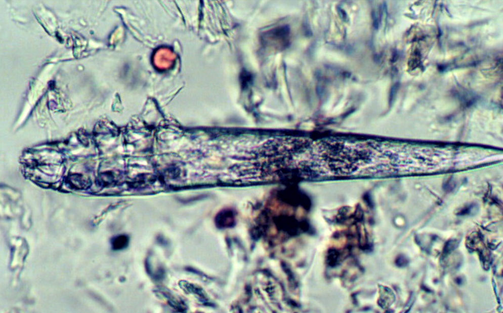 Ark Vets | Laboratory