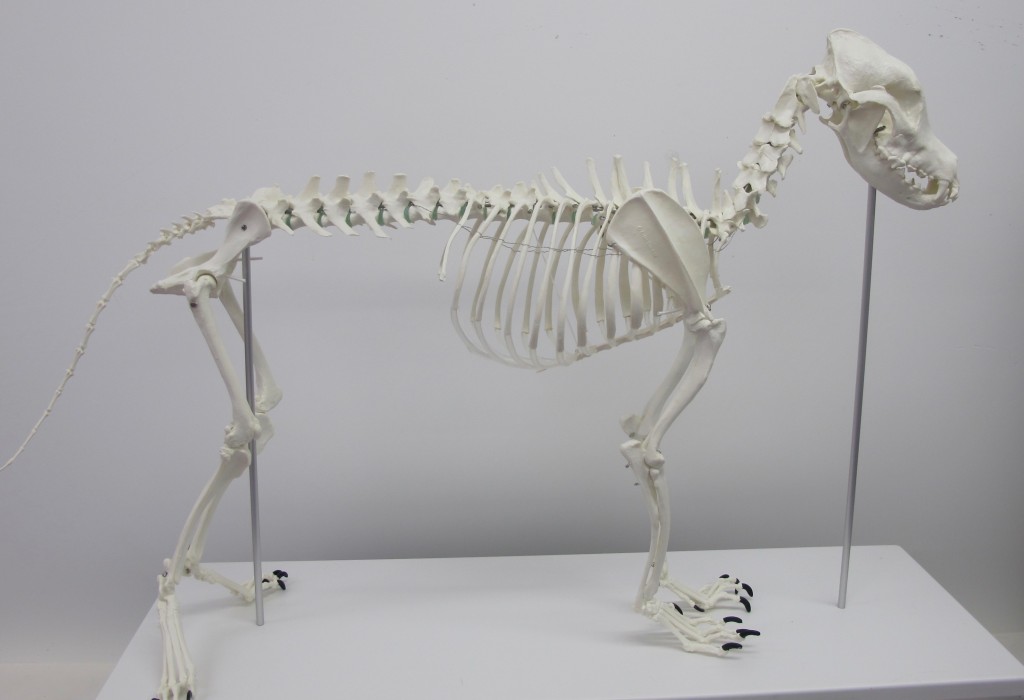 Ark Vets | Physiotherapy