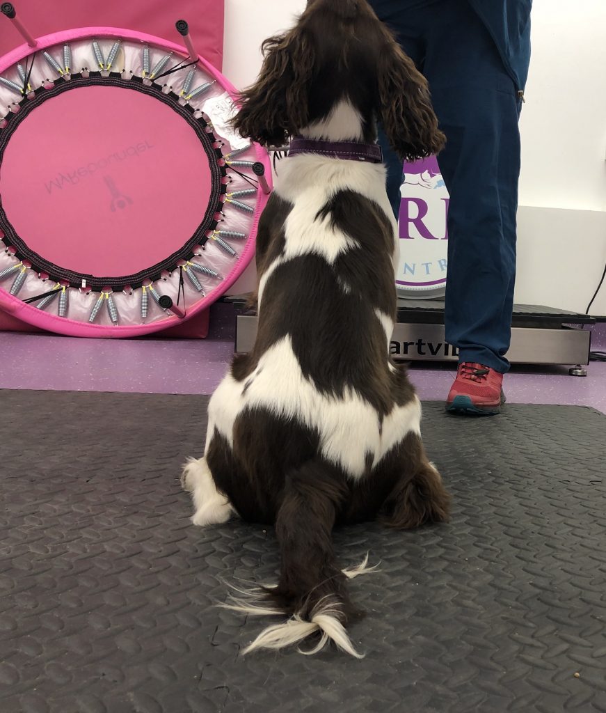 Puppy Pilates Exercise 1 – Sit to Stand