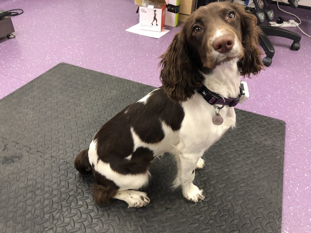 Puppy Pilates Exercise 1 – Sit to Stand